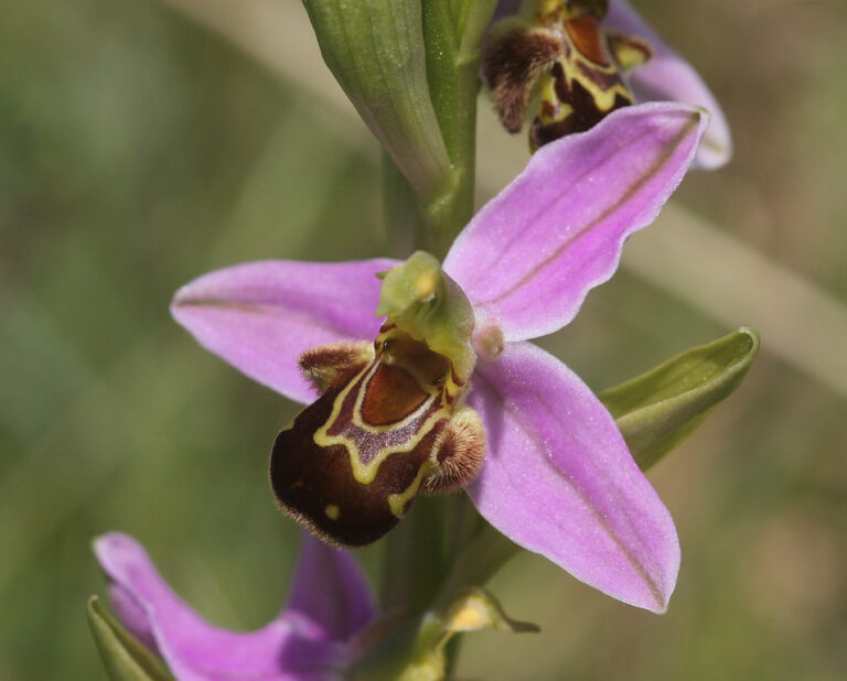 Identification - British Bee Orchids - British Wildlife