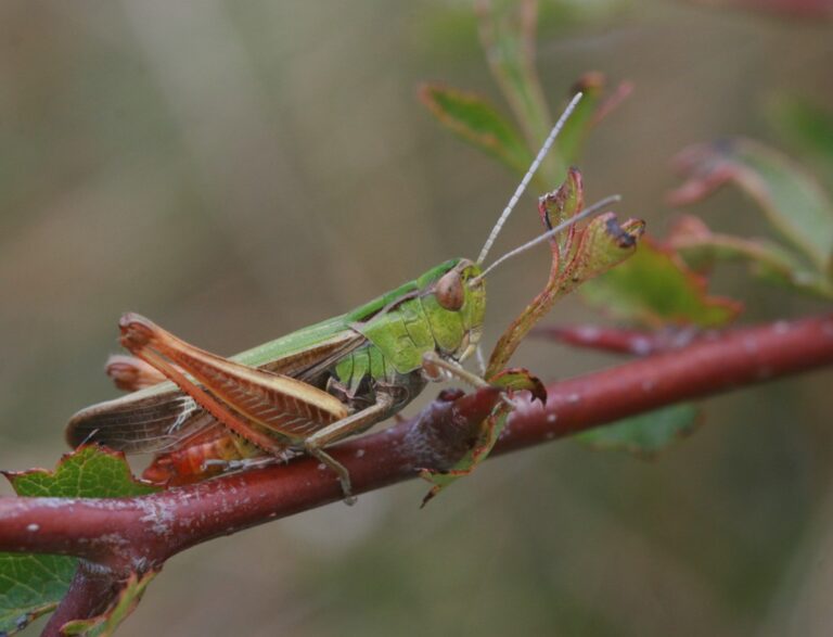 Identification - British Grasshoppers - British Wildlife
