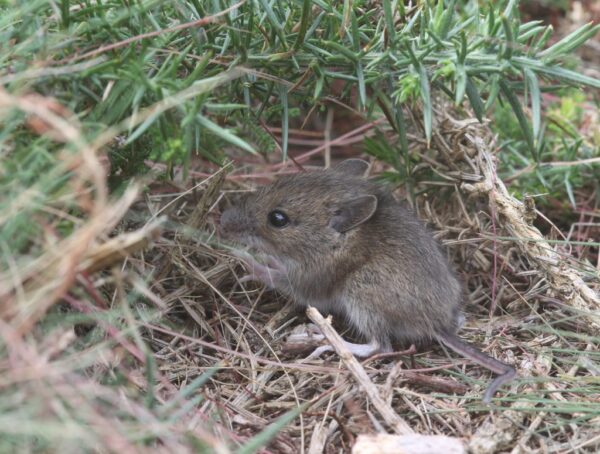 Identification - Shrews, Voles and Mice - British Wildlife
