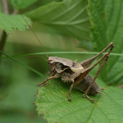 Orthoptera Archives - British Wildlife