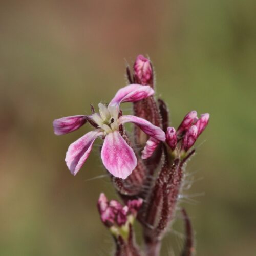 Arable Archives - British Wildlife
