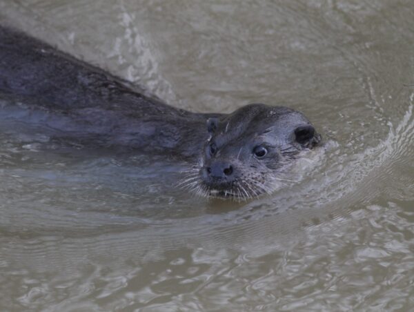 The Otter in South-east Britain - British Wildlife