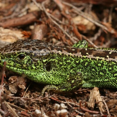 Reptiles Archives - British Wildlife