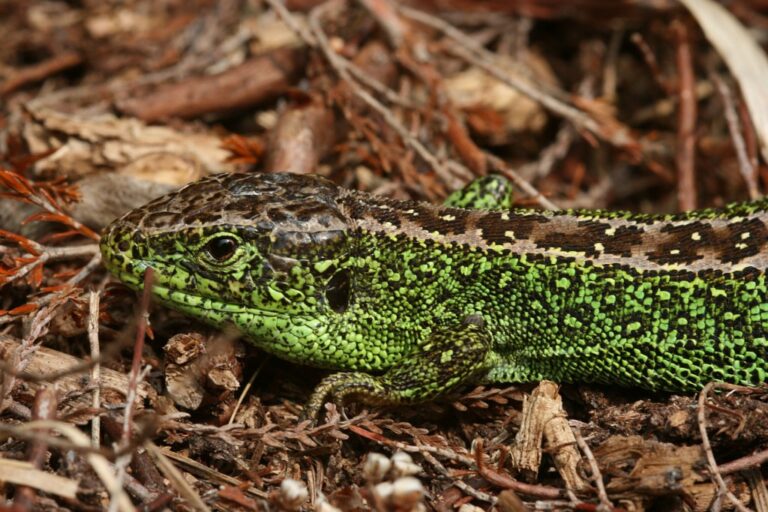 ldentification – British Reptiles - British Wildlife