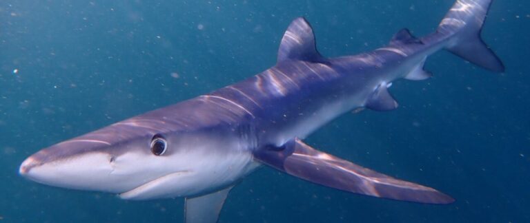 The Need for Conservation of Sharks and Rays in British Waters ...