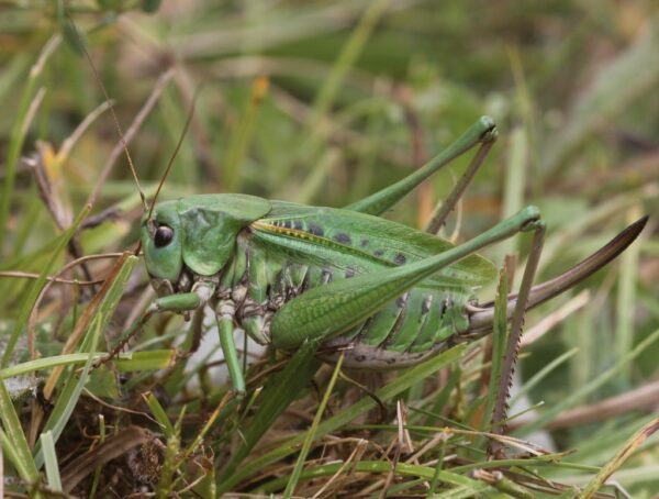 The Conservation of Britain’s Wart-biter Bush-cricket - British Wildlife