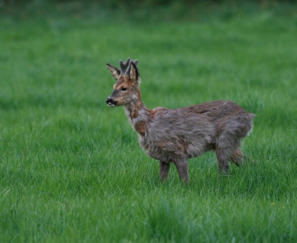 Identification – Deer in Britain - British Wildlife