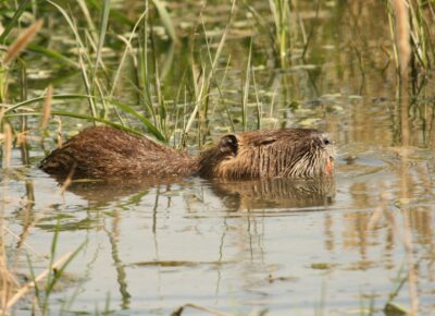 The Coypu in Britain - British Wildlife