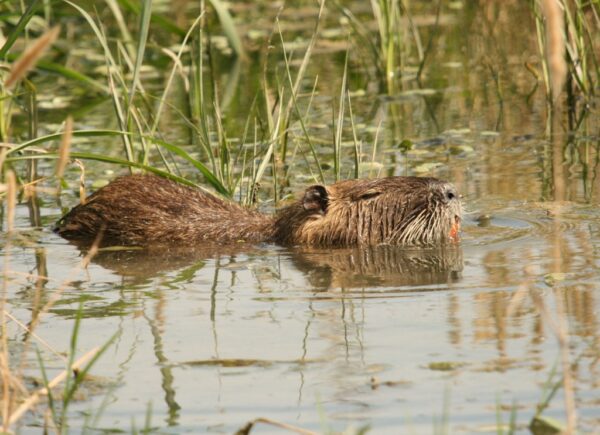 The Coypu in Britain - British Wildlife