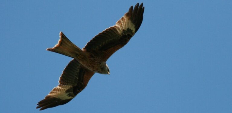 The Red Kite Re-introduction Project in Britain – Progress so far and ...