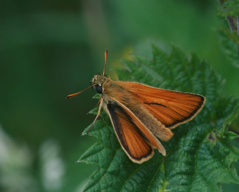Identification – Skipper Butterflies - British Wildlife