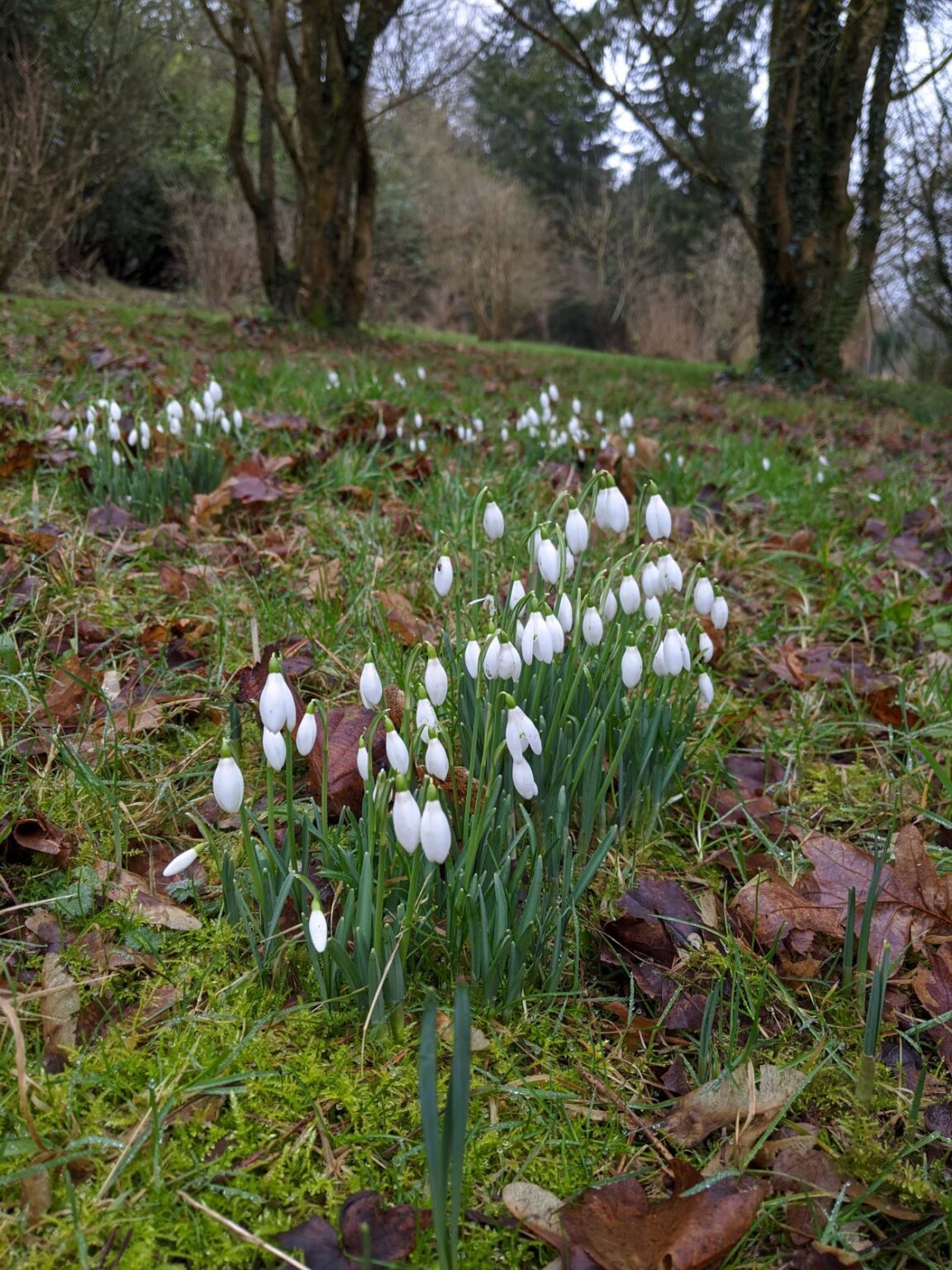 Snow, Snowdrops, lawns and observers – Topics from Nature's Calendar/UK ...