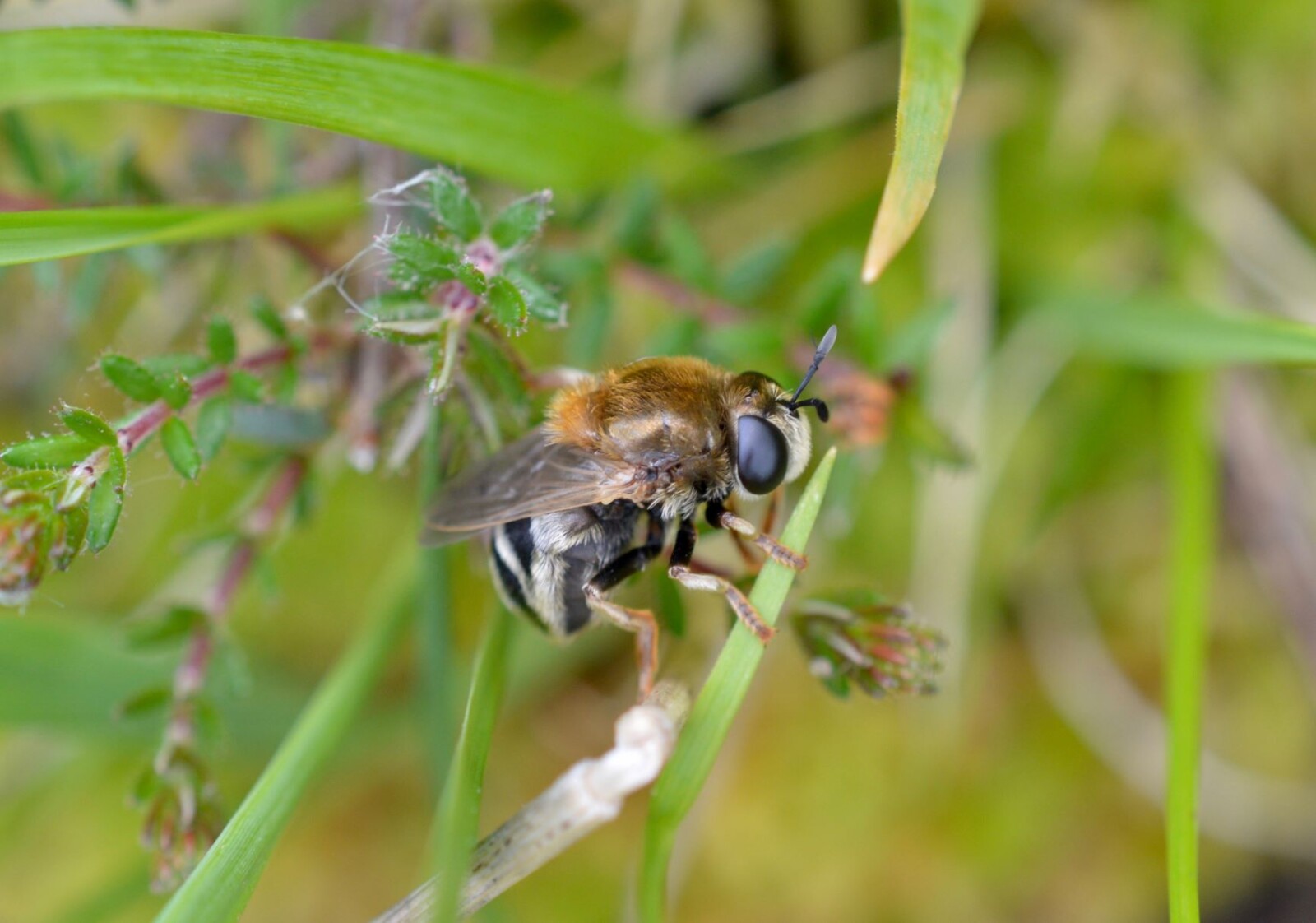 Identifying insects - British Wildlife