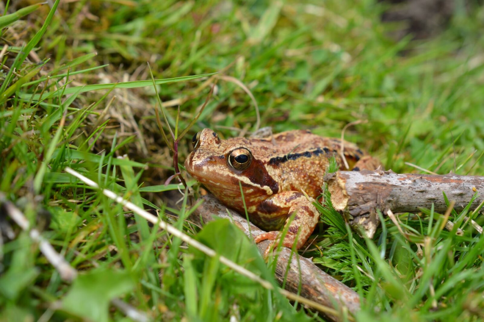 Predicting the date of frog emergence in Devon - British Wildlife