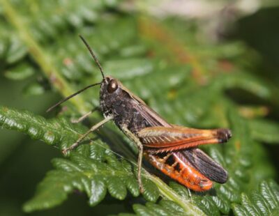Songs of bush-crickets and grasshoppers and the use of ultrasound ...