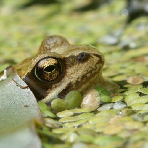 Pond Archives - British Wildlife