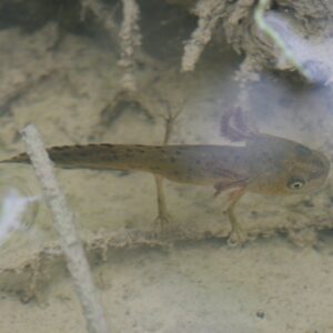 Species identification Archives - British Wildlife