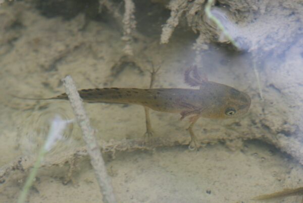 Identification - Egg-laying and larval development of Great Crested ...