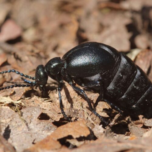 Species identification Archives - British Wildlife