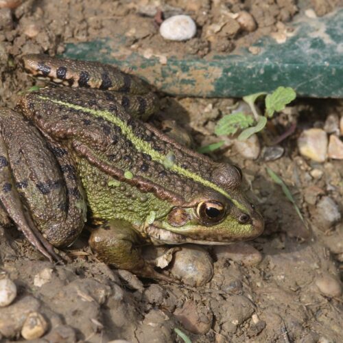 Pond Archives - British Wildlife