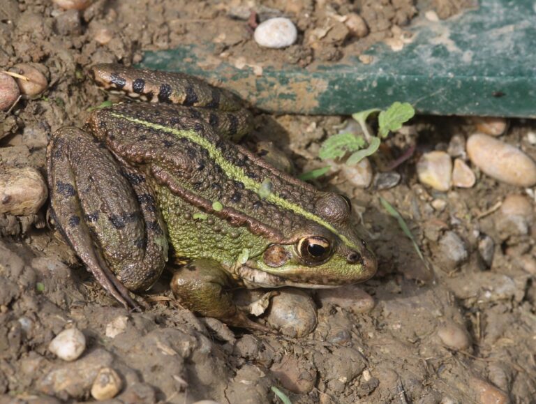 Water frogs in Britain - British Wildlife