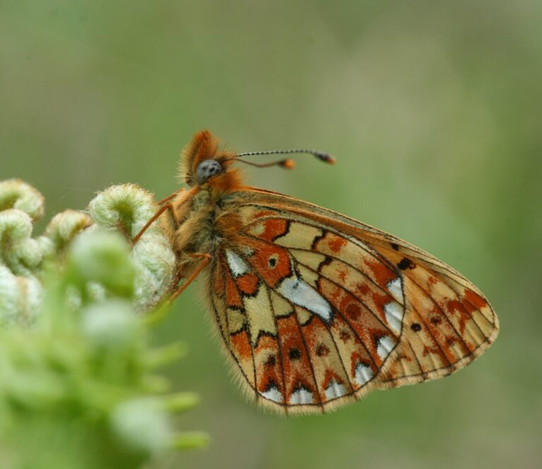 The ecology of the Pearl-bordered Fritillary in woodland - British Wildlife