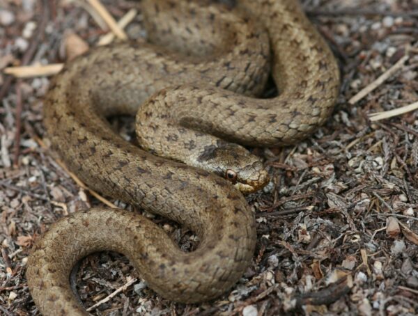 Beyond hypothesis – a long-term study of British snakes - British Wildlife