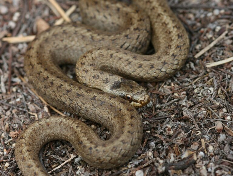 Beyond hypothesis – a long-term study of British snakes - British Wildlife