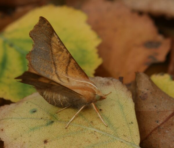 British Moths: throwing light on a new conservation challenge - British ...