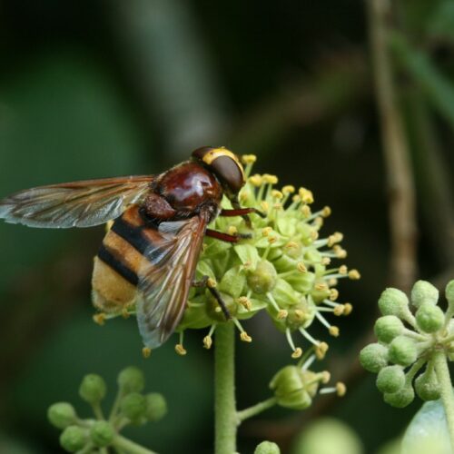 Species identification Archives - British Wildlife