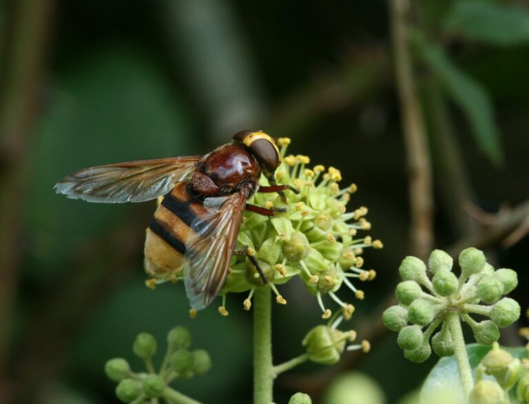 Identification: Britan's biggest hoverflies – the genus Volucella ...
