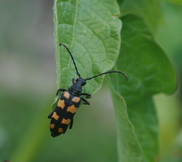 Identification: Longhorn beetles: Part 1 - British Wildlife