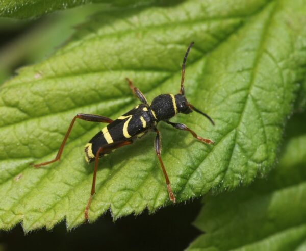 Identification: Longhorn beetles: Part 2 - British Wildlife