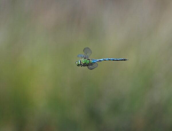 Dragonflies as climate-change indicators - British Wildlife