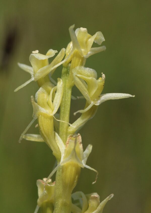 The Fen Orchid – a species on the brink - British Wildlife