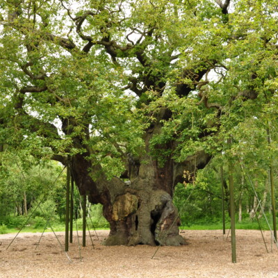 Broadleaf trees Archives - British Wildlife