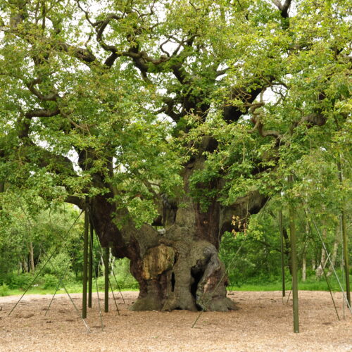 Broadleaf trees Archives - British Wildlife