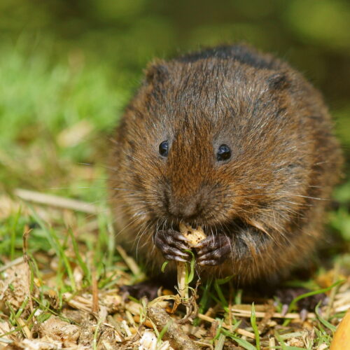 Freshwater Archives - British Wildlife