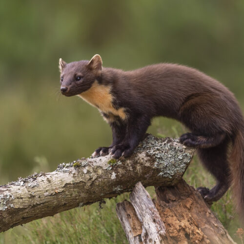Jenny Macpherson Archives - British Wildlife