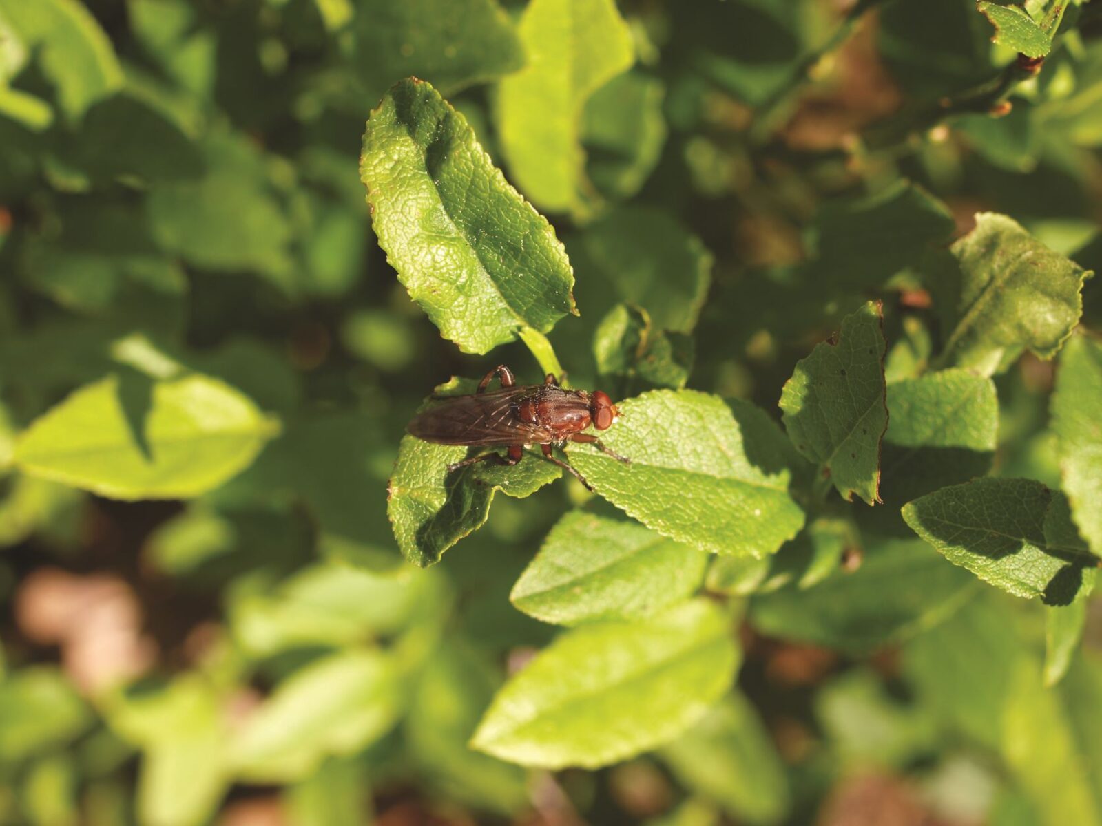 Conserving the Aspen Hoverfly - British Wildlife