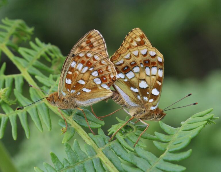 Conserving Britain's fastest-declining butterfly - British Wildlife