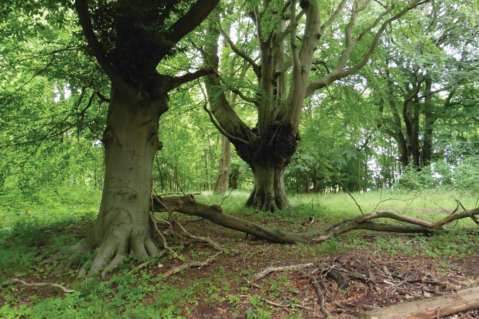 South East England Archives - British Wildlife