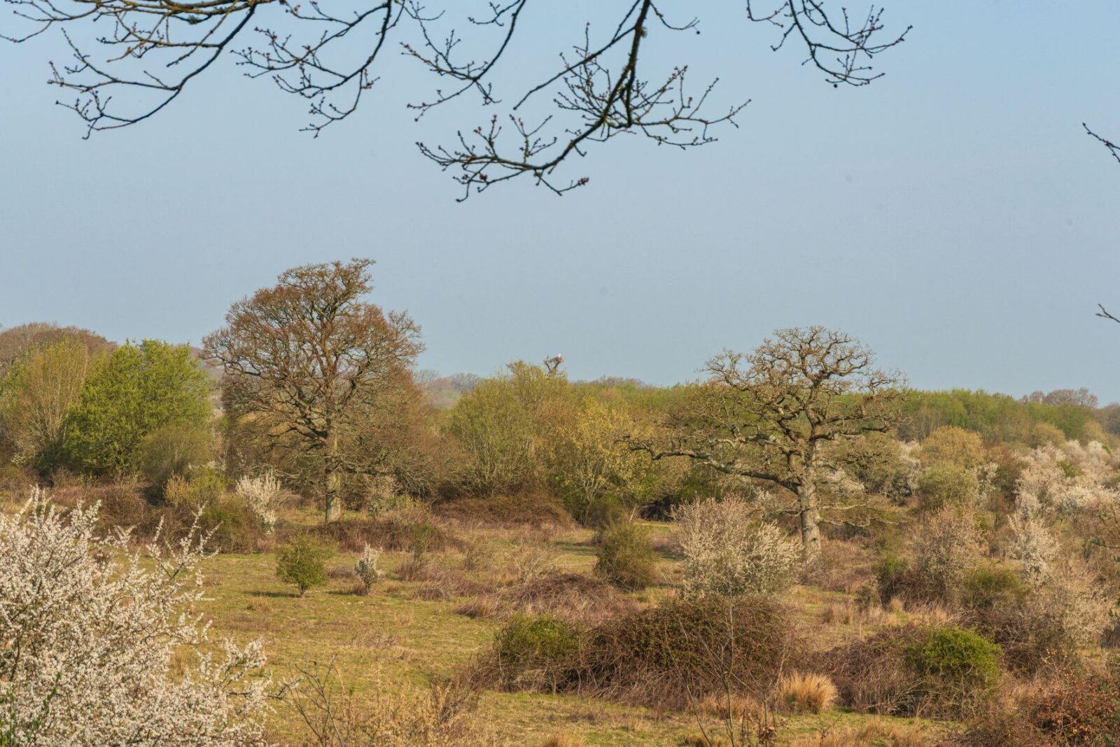 The great rewilding experiment at Knepp Castle - British Wildlife
