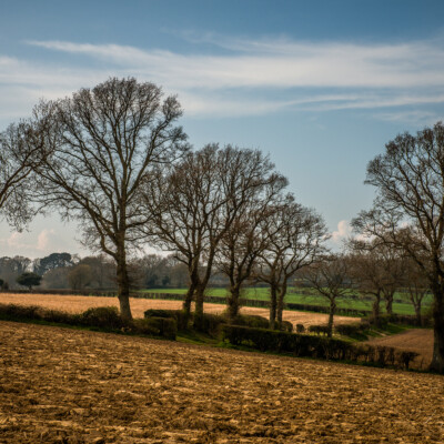 Broadleaf trees Archives - British Wildlife