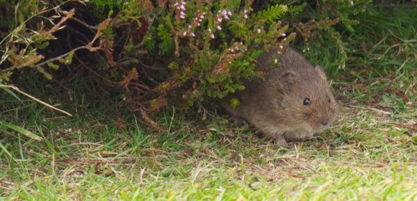 The mystery of the Orkney Vole - British Wildlife