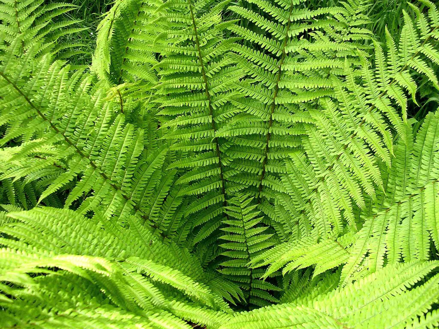 Male ferns: why do botanists find them difficult? - British Wildlife