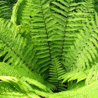 Species identification Archives - British Wildlife