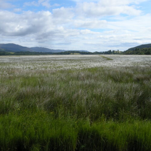 Wetland Archives - British Wildlife
