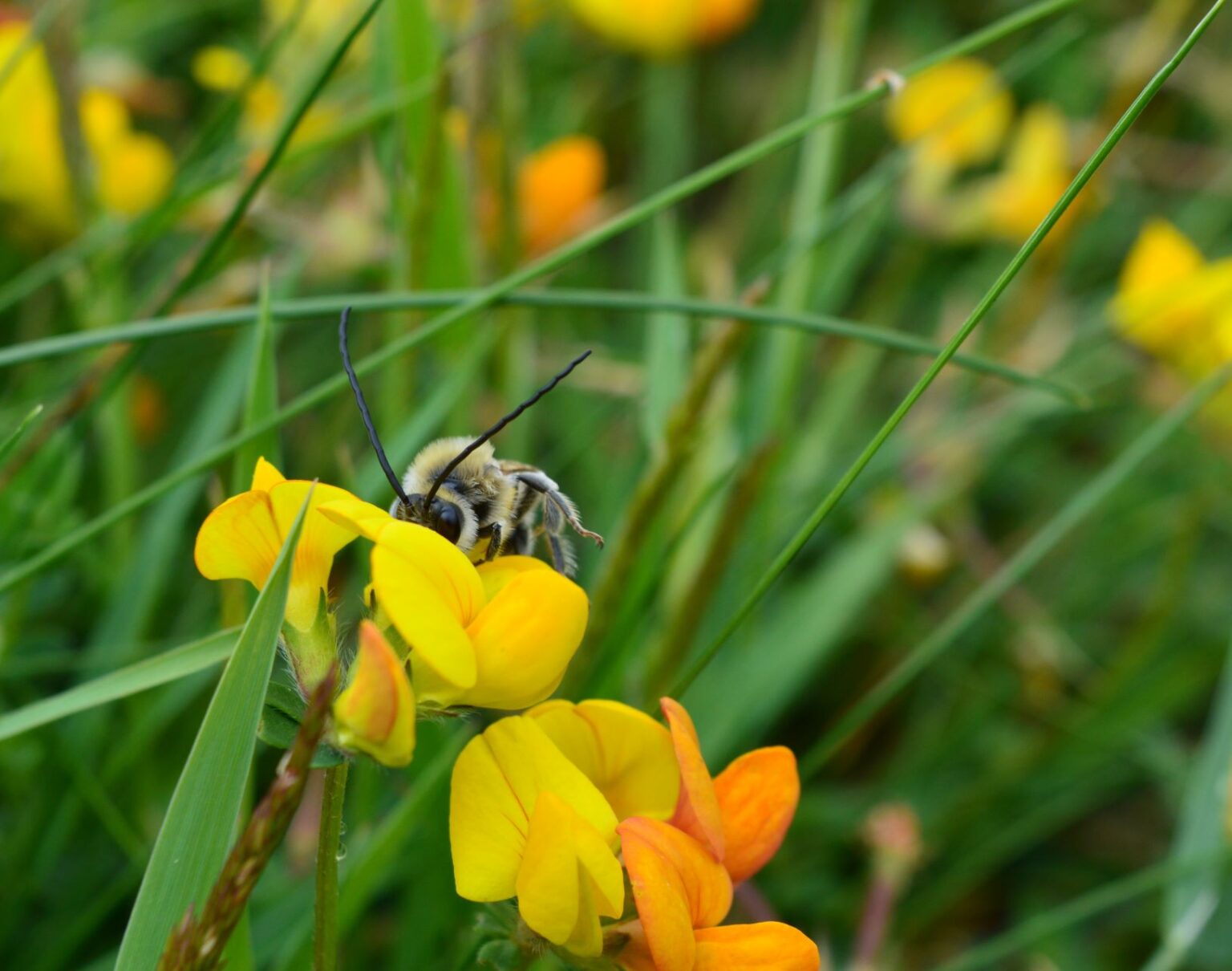 Conservation of the Long-horned Bee in Cornwall - British Wildlife