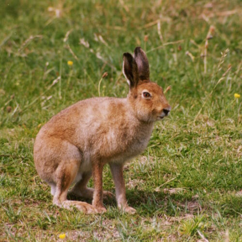 Ireland Archives - British Wildlife